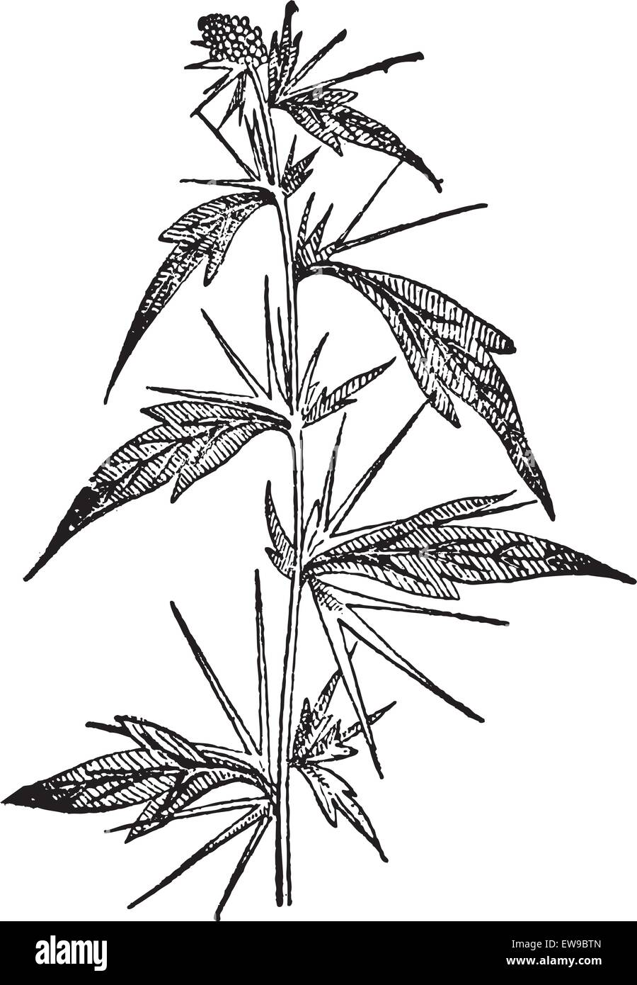 Xanthium Stock Vector Images - Alamy