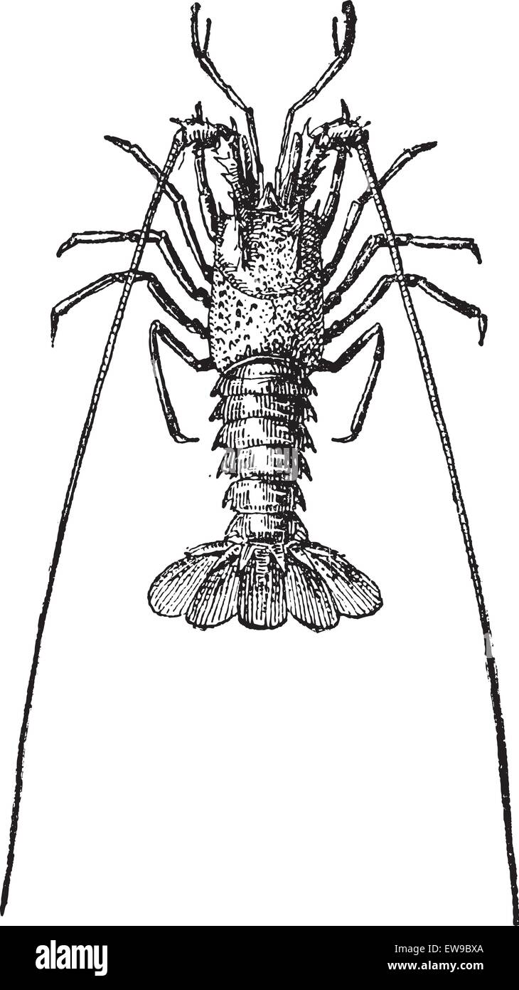 Drawing of crawfish hi-res stock photography and images - Alamy