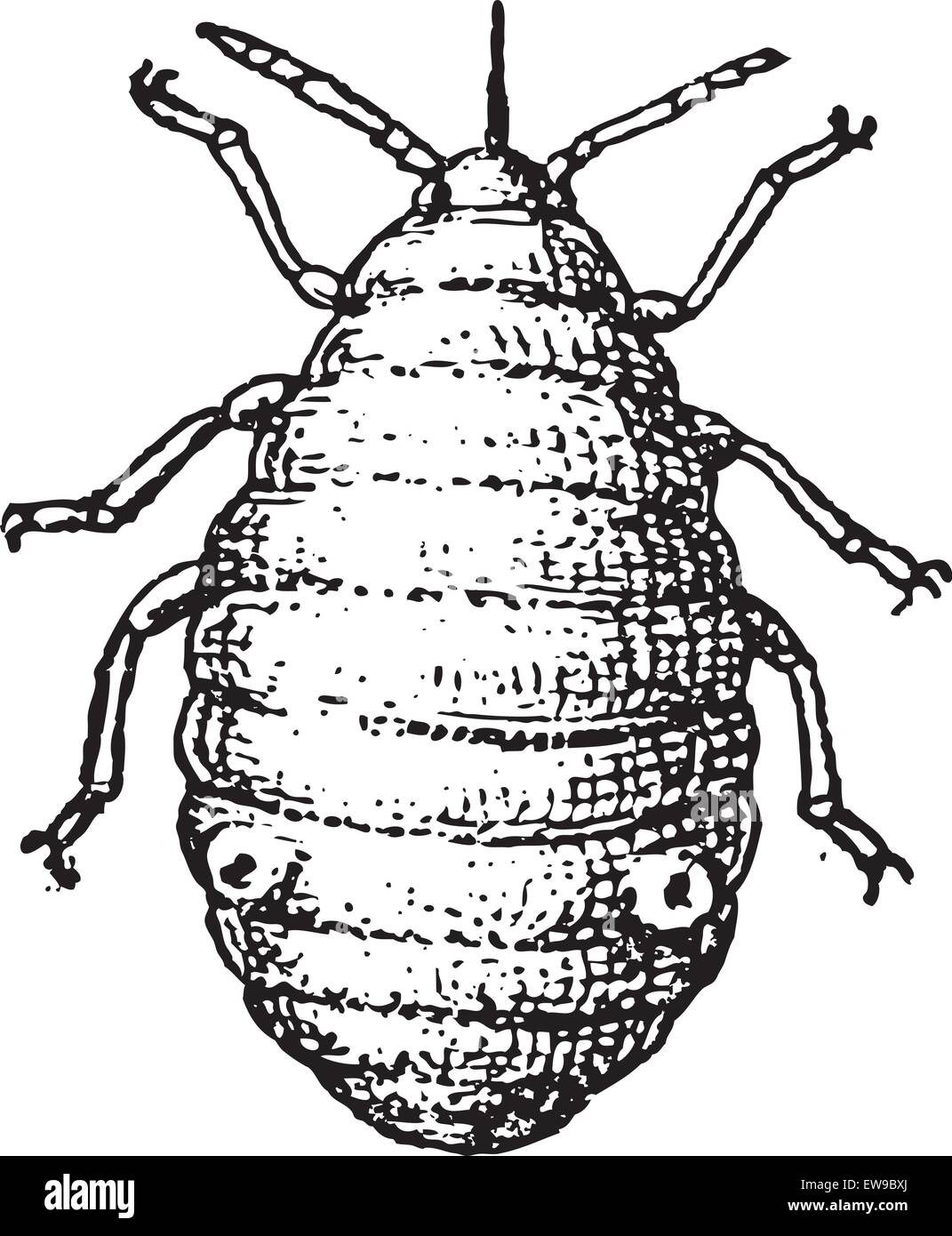 Aphid Stock Vector Images - Alamy