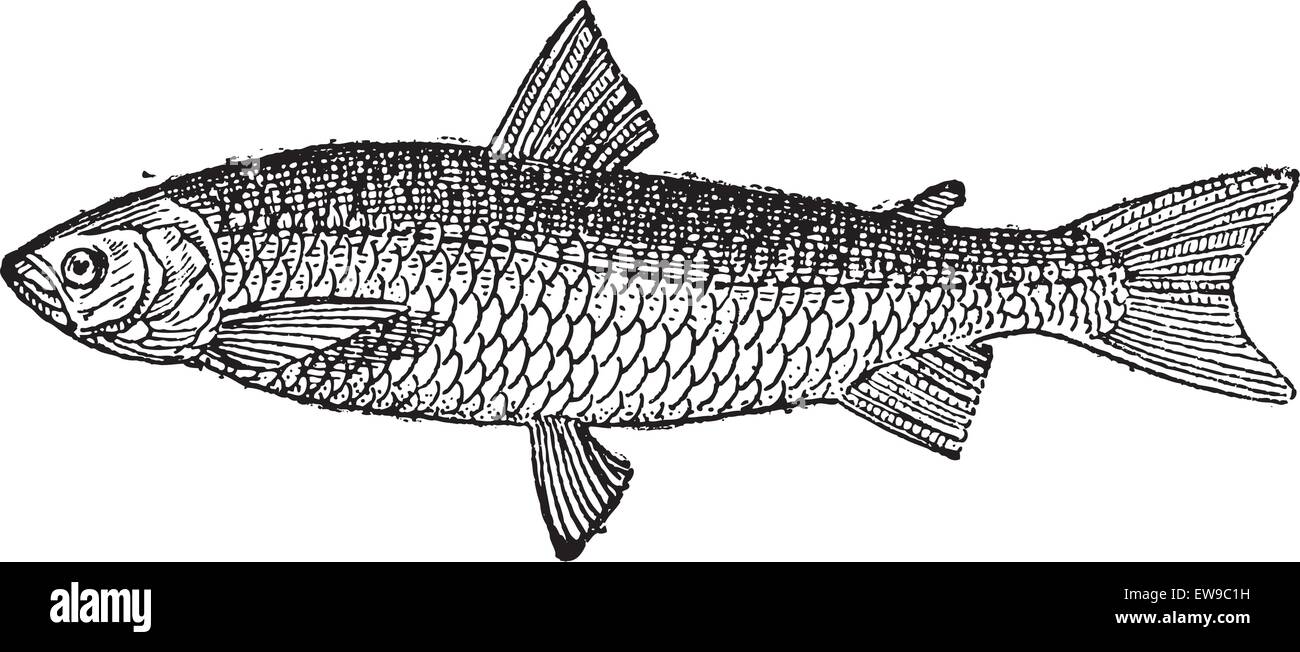 Whitefish underwater Stock Vector Images - Alamy