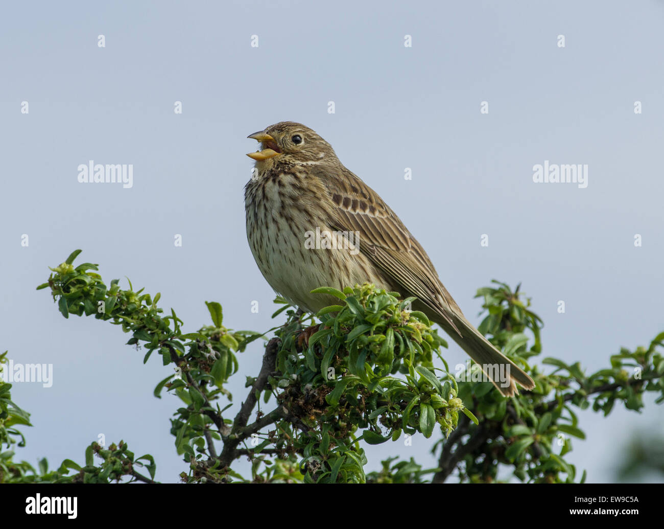 Corn bunting emberiza calandra calling hi-res stock photography and ...