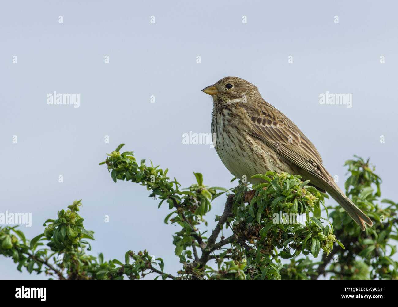 Corn bunting Emberiza calandra singing on a bush Stock Photo - Alamy