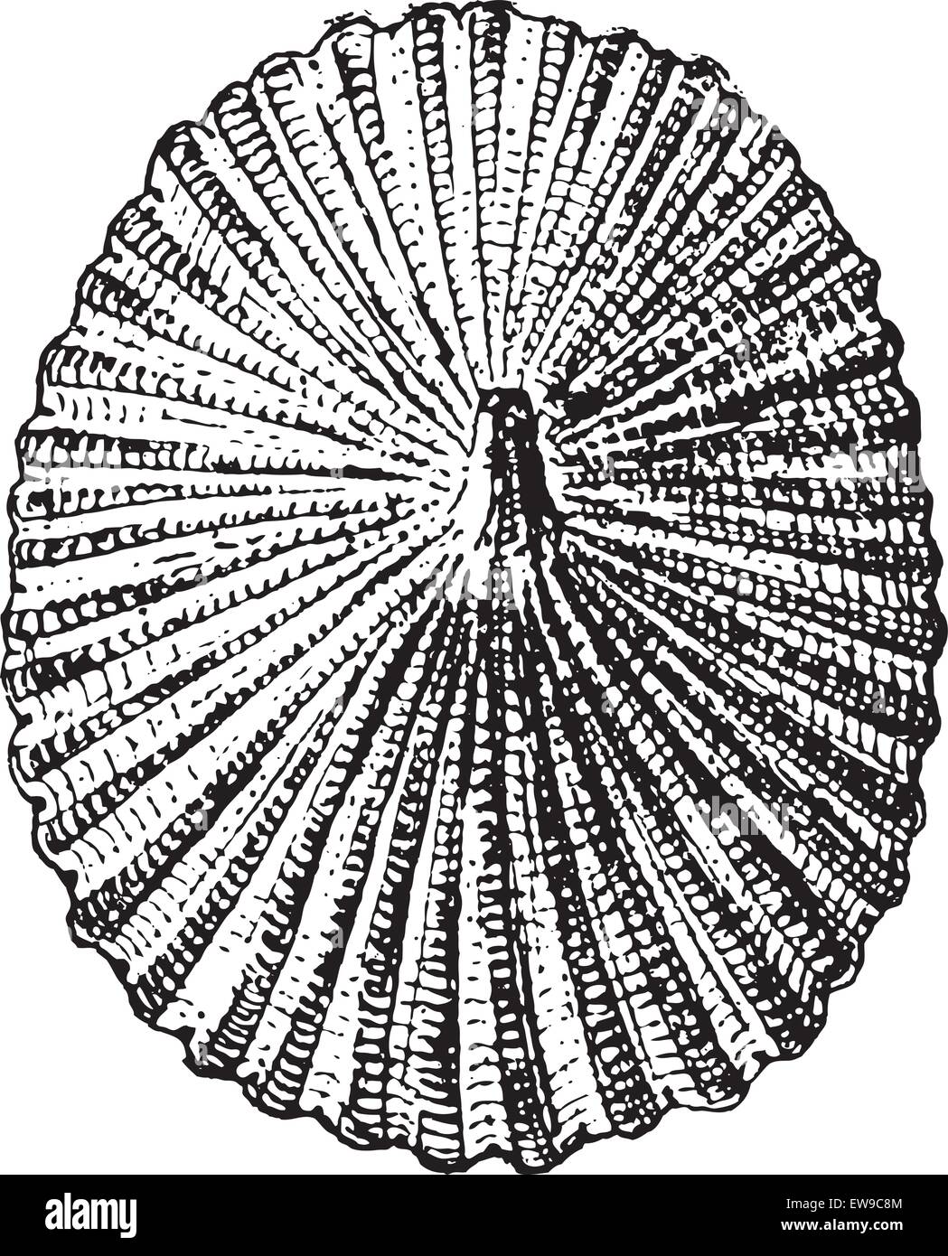 Lepas sp Stock Vector Images - Alamy