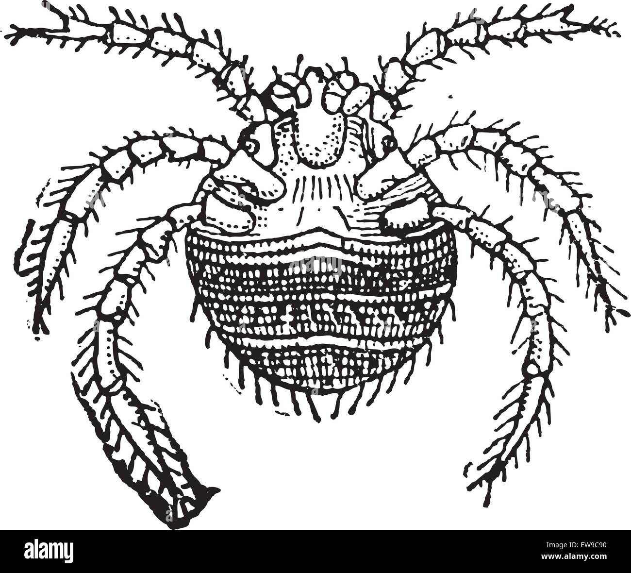 Harvest Mite or Trombicula autumnalis, vintage engraved illustration ...