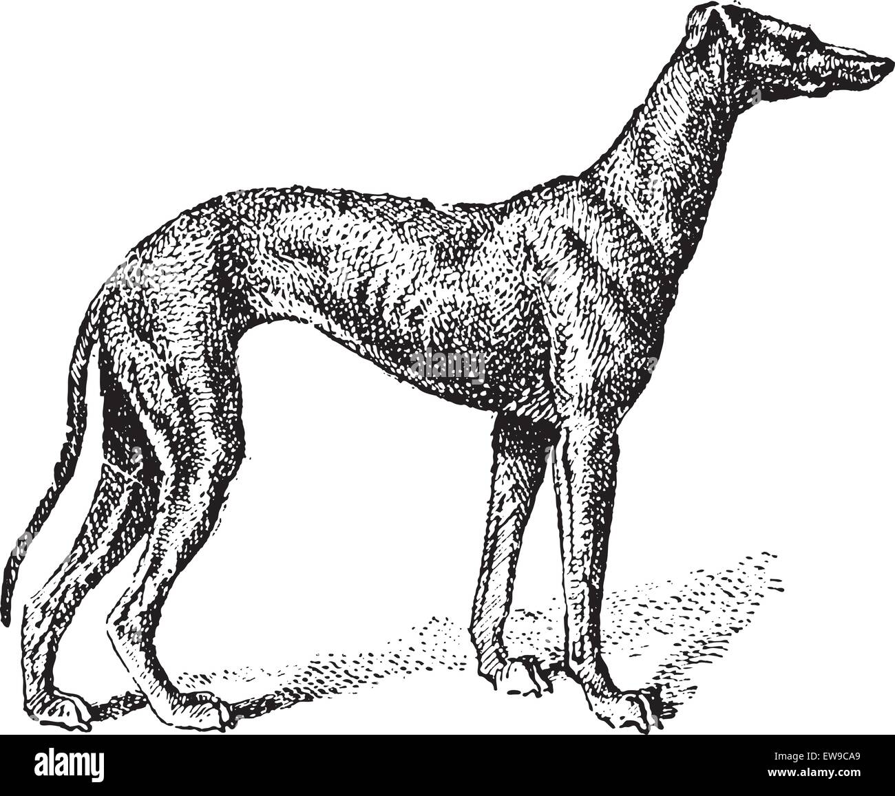 Purebred greyhound Stock Vector Images - Alamy