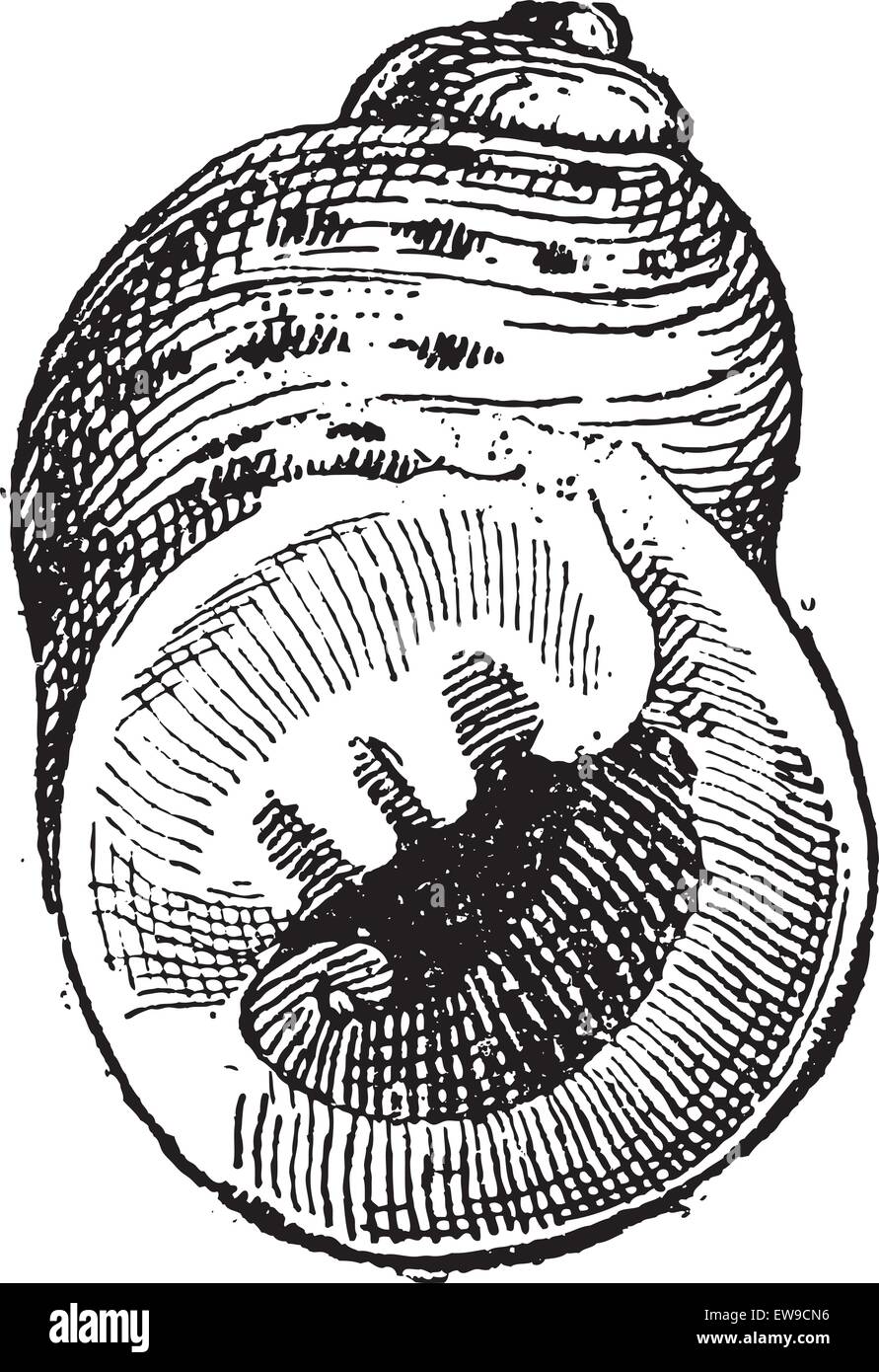 Periwinkle Snail Drawing