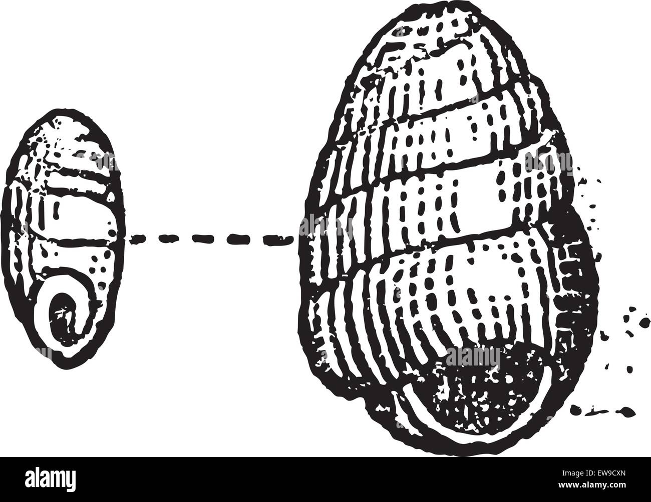 Pupilla muscorum, vintage engraved illustration. Dictionary of Words ...