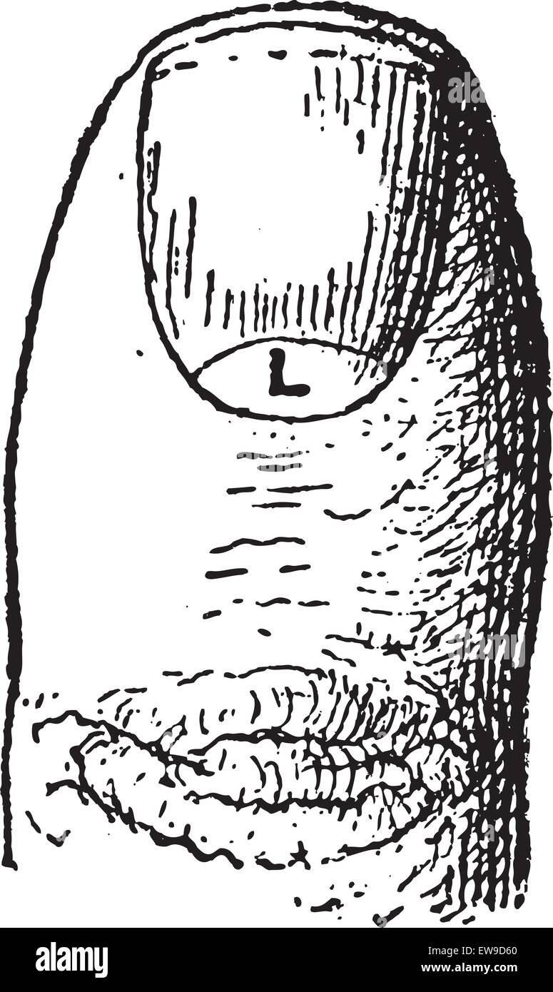 Nail anatomy matrix hi-res stock photography and images - Alamy