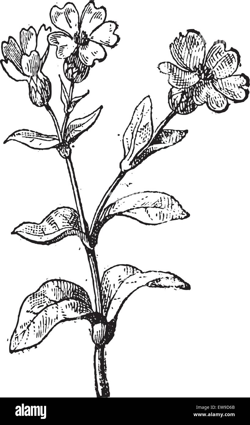 Lychnis or campion or catchfly, vintage engraved illustration ...