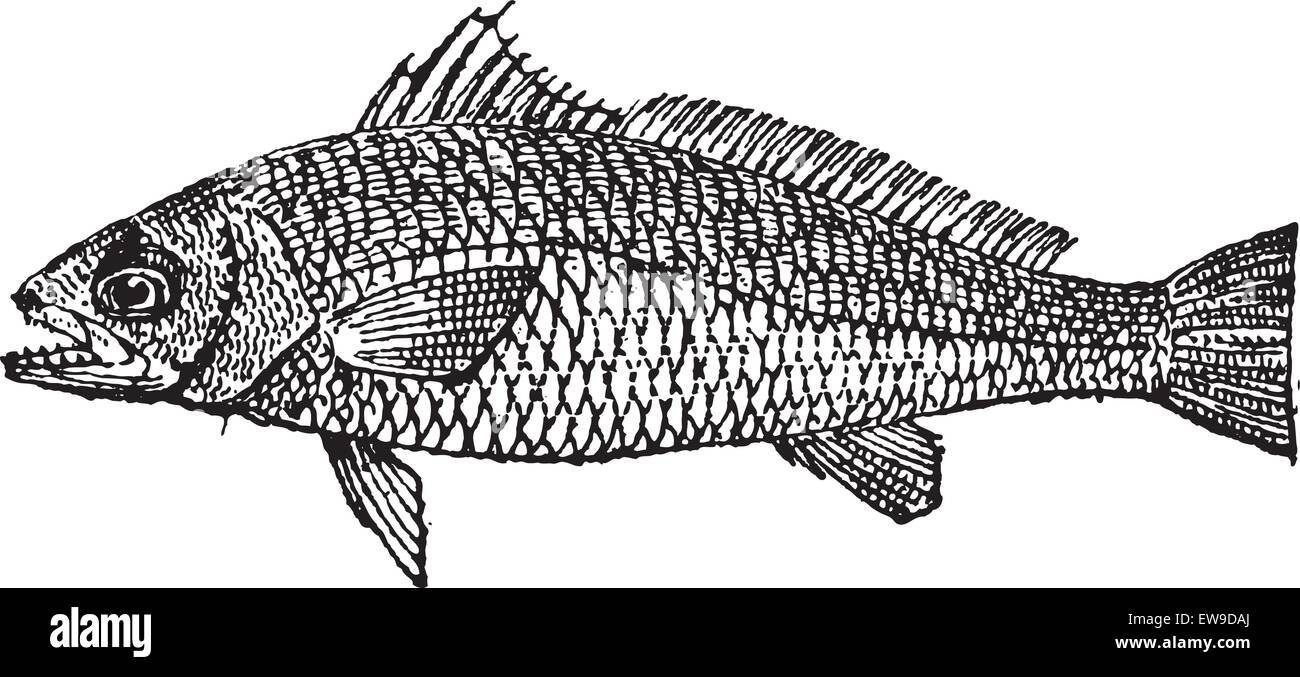 Meagre Stock Vector Images - Alamy