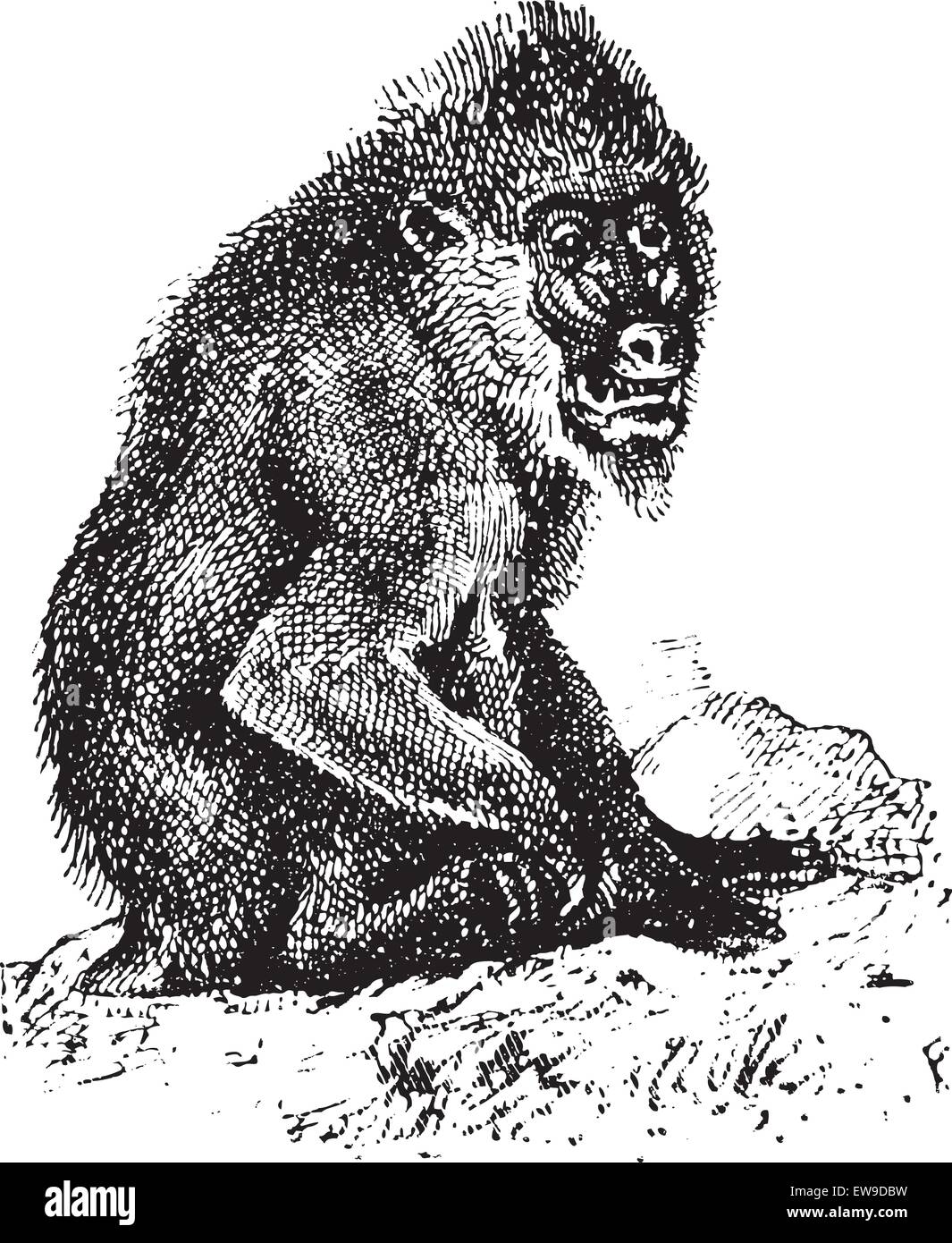 Mandrill or mandrill Mandrillus sphinx, vintage engraved illustration ...