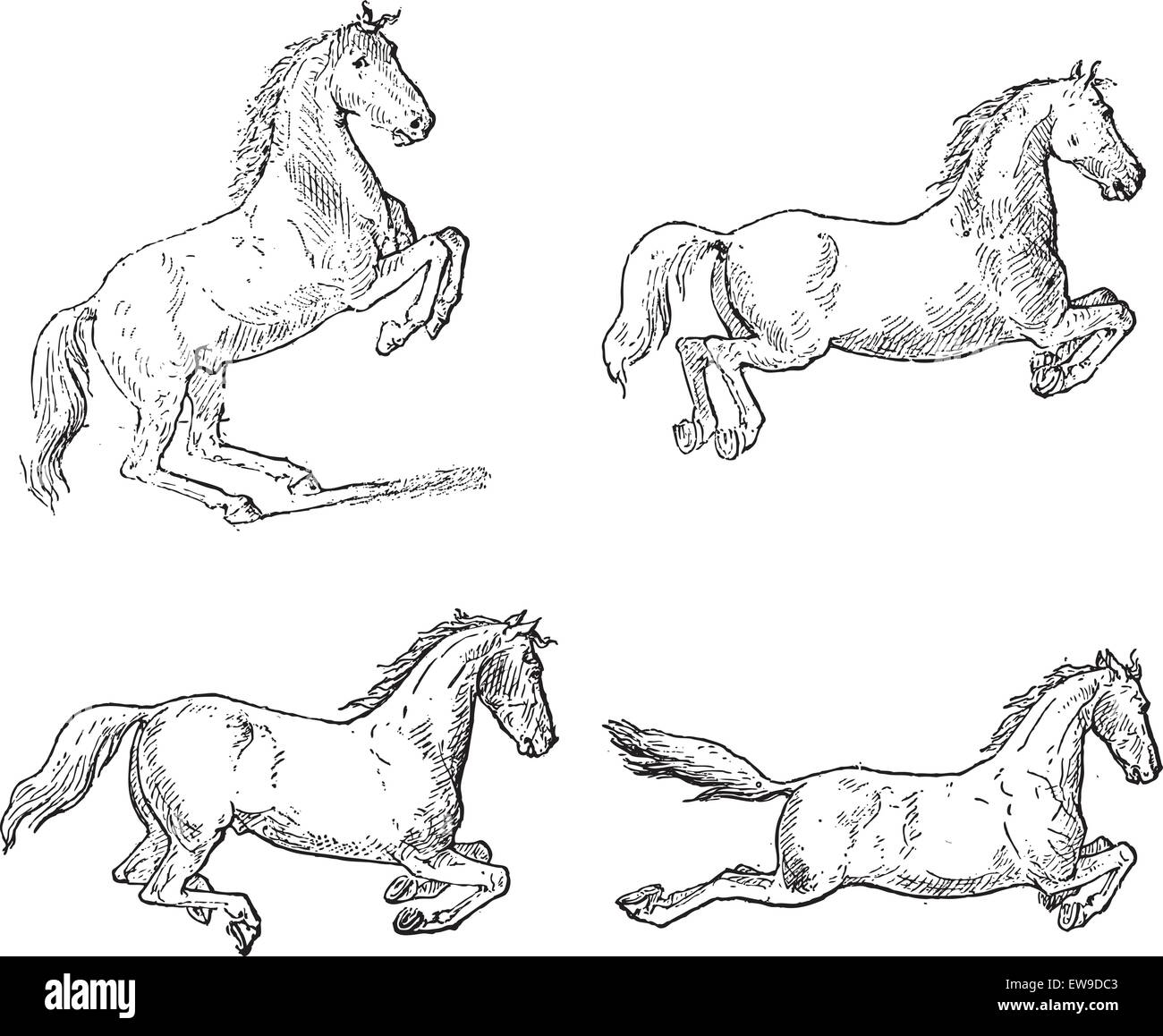 Classical Horse Dressage Movements, showing (1) Pesade, (2) Croupade ...
