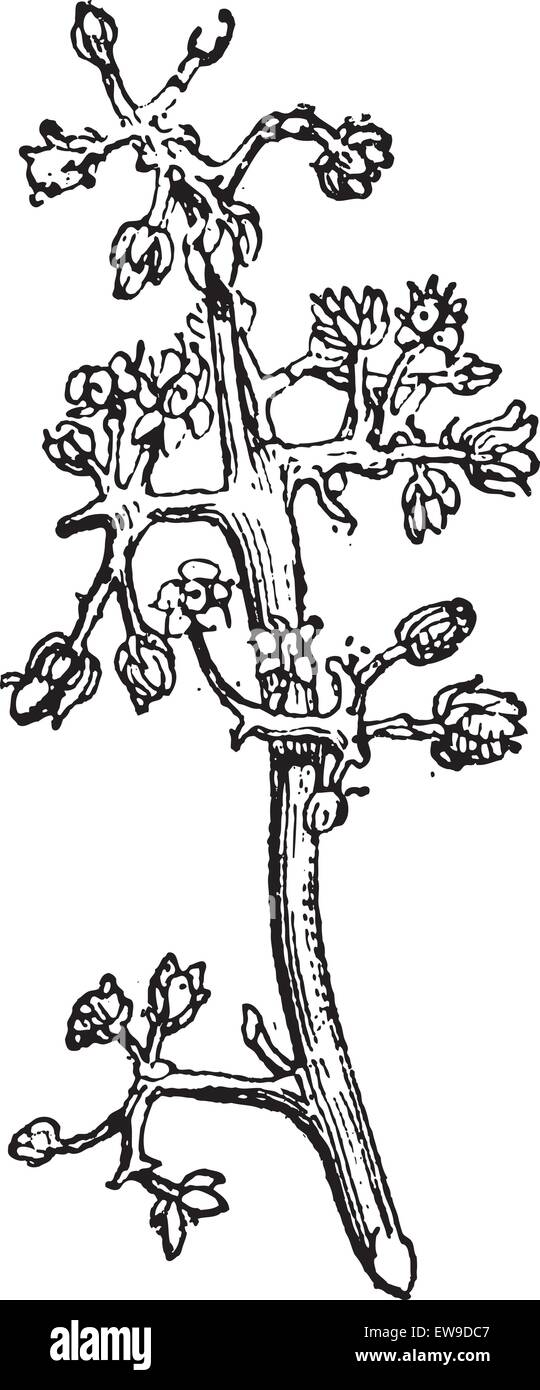 Mango or Mangifera sp., showing inflorescence, vintage engraved ...