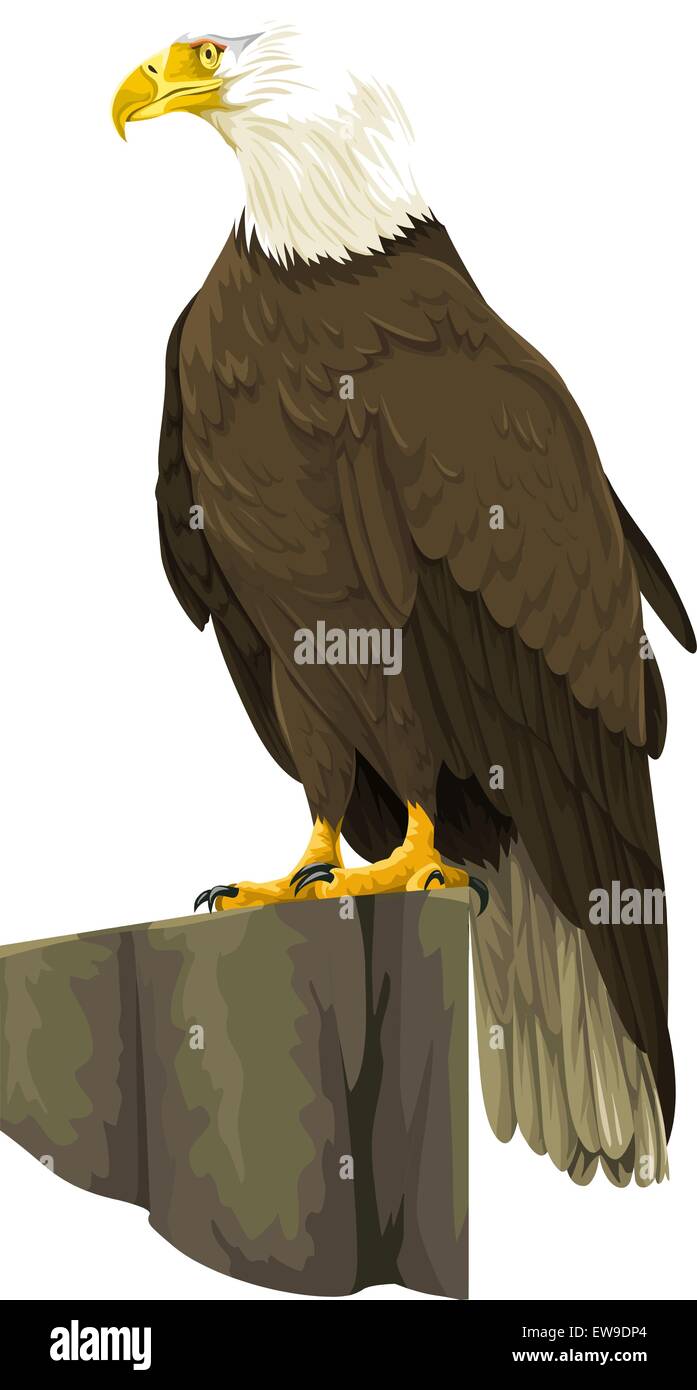 Vector illustration of bald eagle Stock Vector Image & Art - Alamy