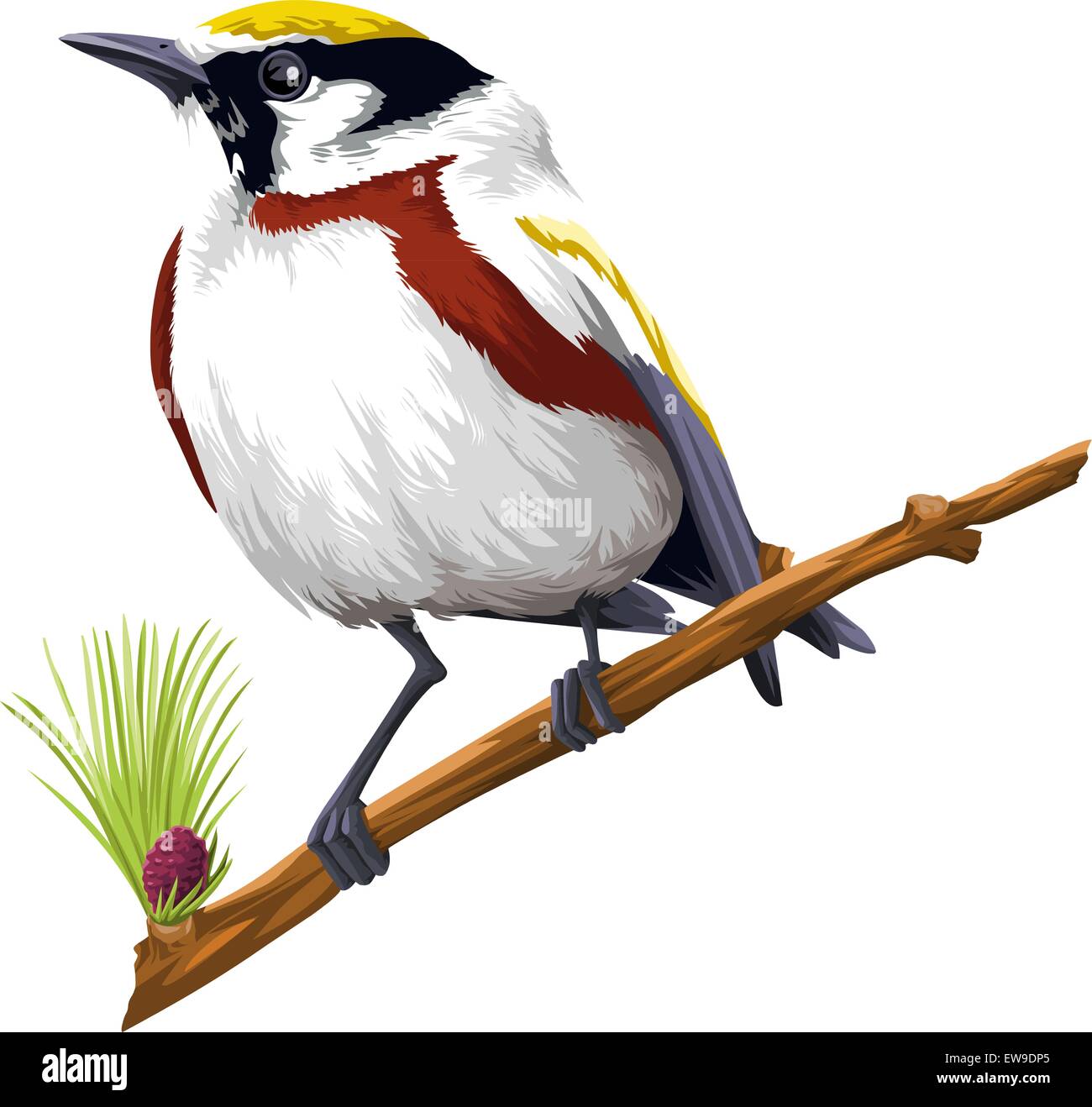 Vector illustration of bird perching on tree branch against white ...
