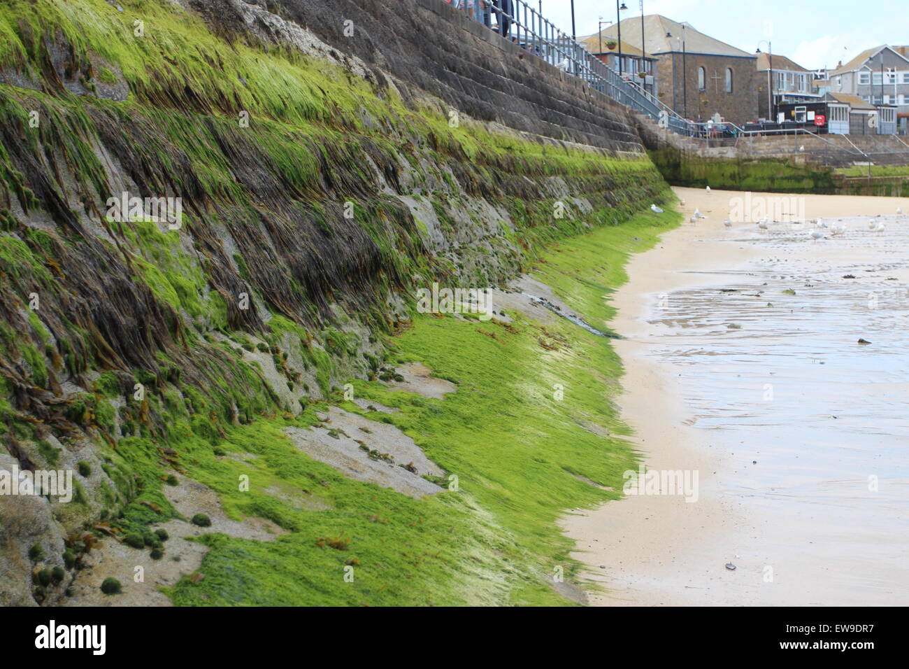 Green cornish wall hi-res stock photography and images - Alamy