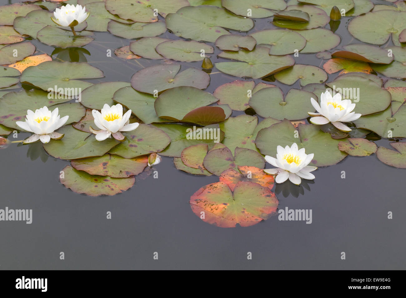 Abundance of water lilies hi-res stock photography and images - Alamy