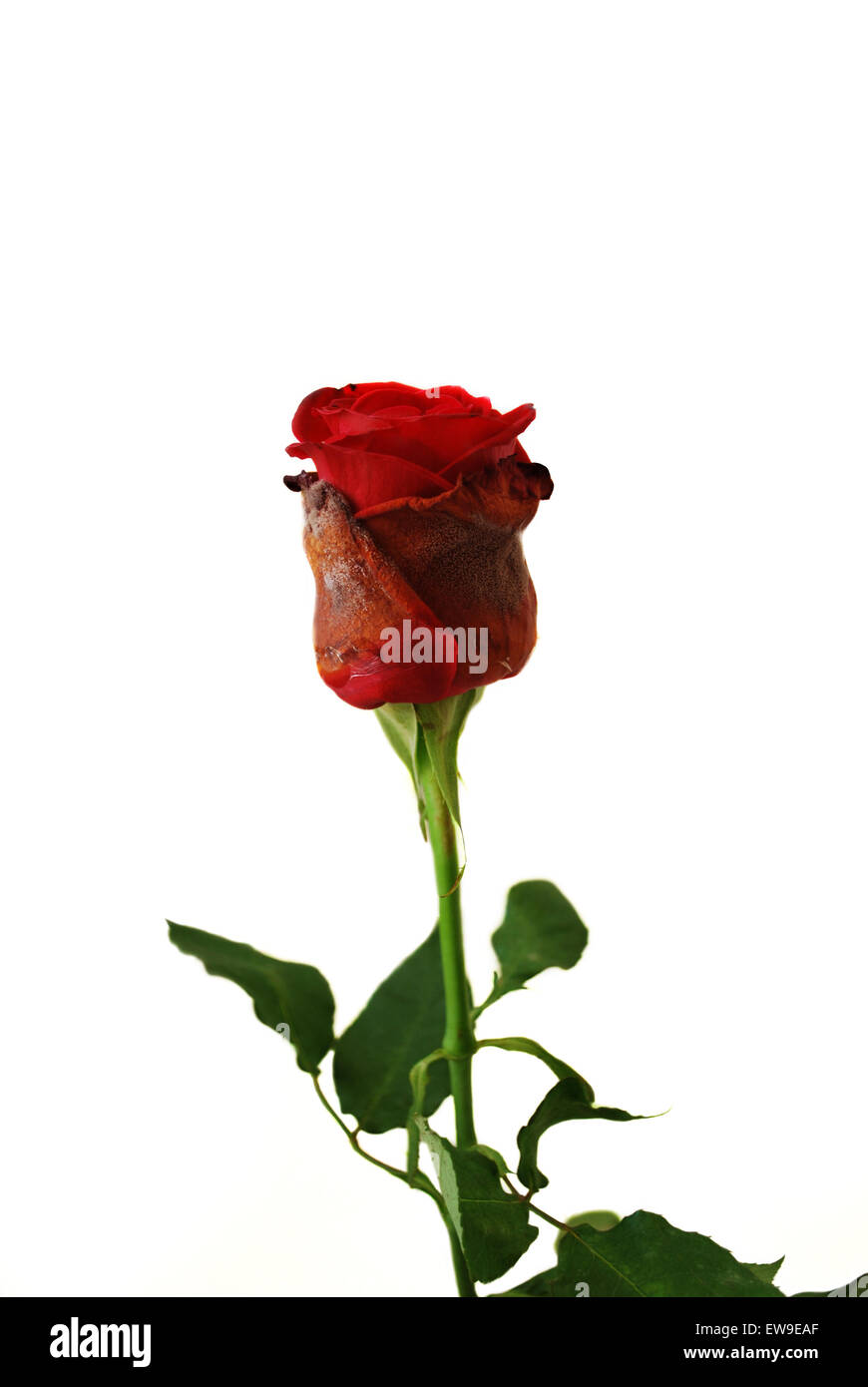 Rotten rose hi-res stock photography and images - Alamy