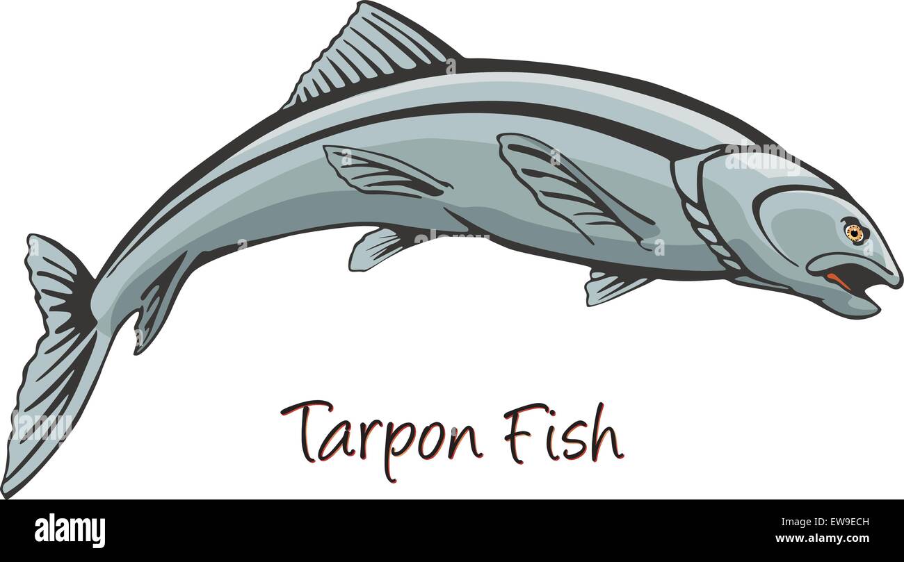 Tarpon fish Stock Vector Images - Alamy