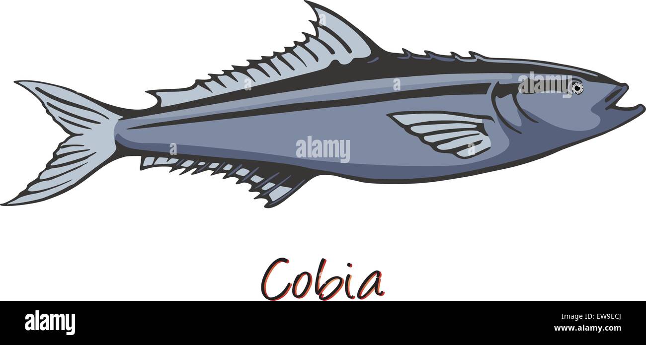 Cobia, Color Illustration Stock Vector Image & Art - Alamy