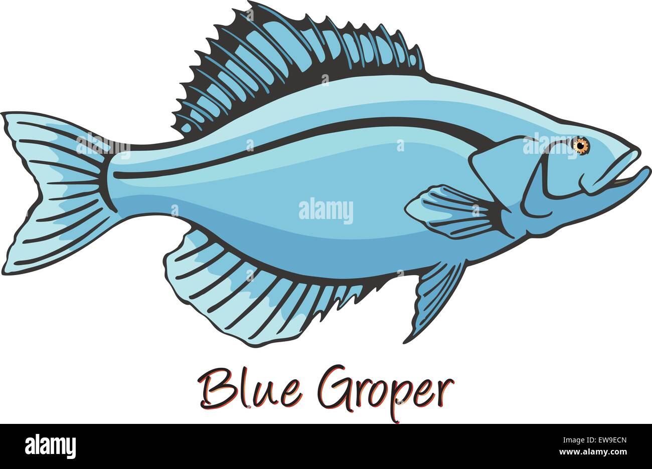 Grouper fish Stock Vector Images - Alamy