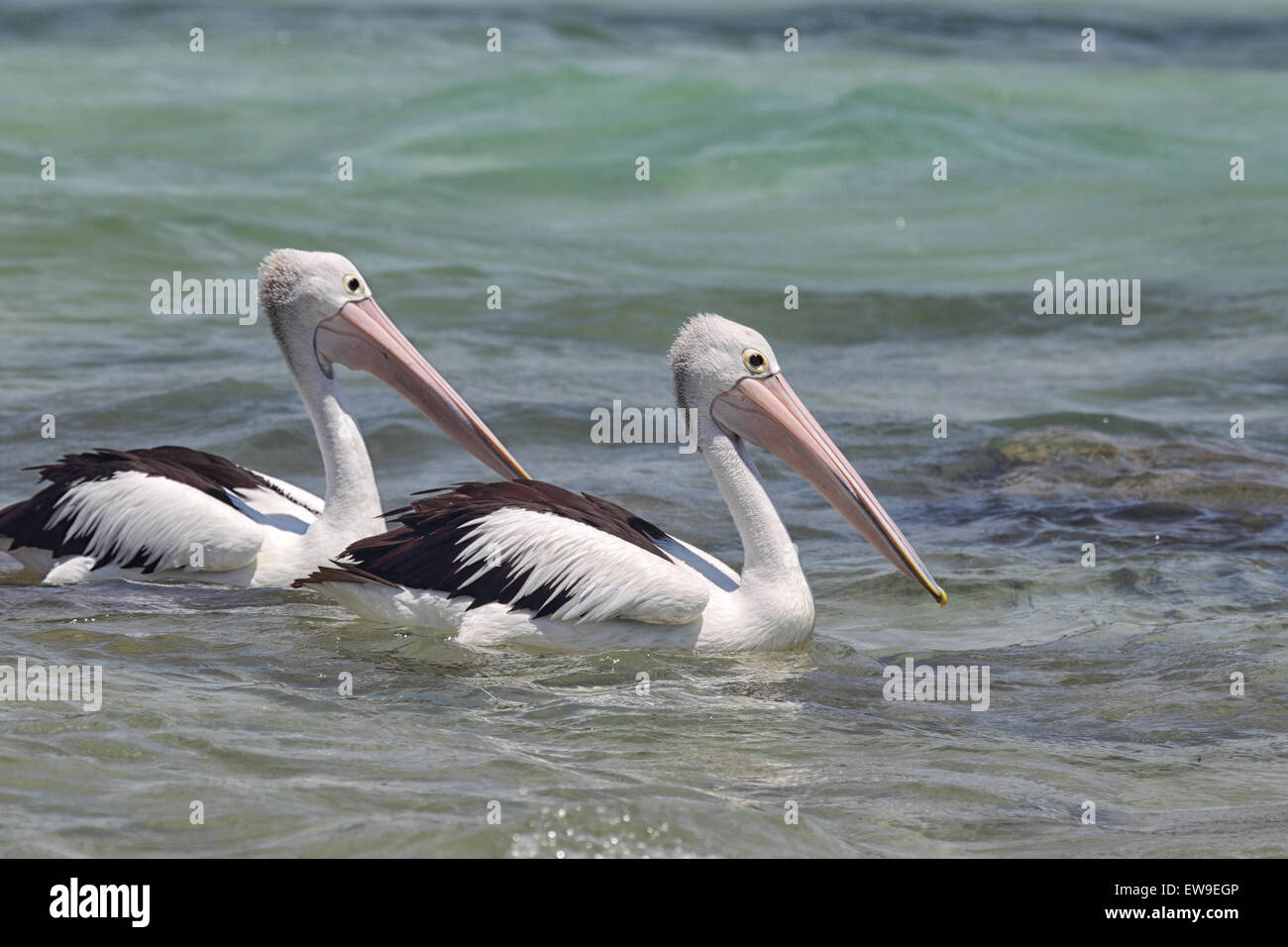 Australian Pelicans (Pelecanus conspicillatus) swimming in the sea at ...