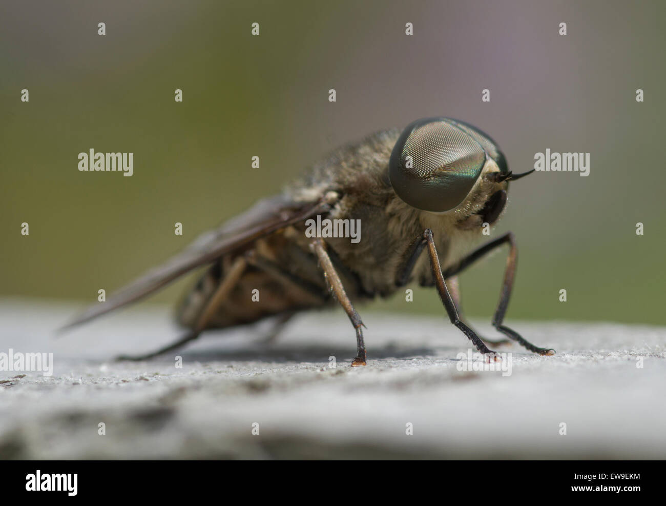 Tabanus giant horsefly Stock Photo - Alamy