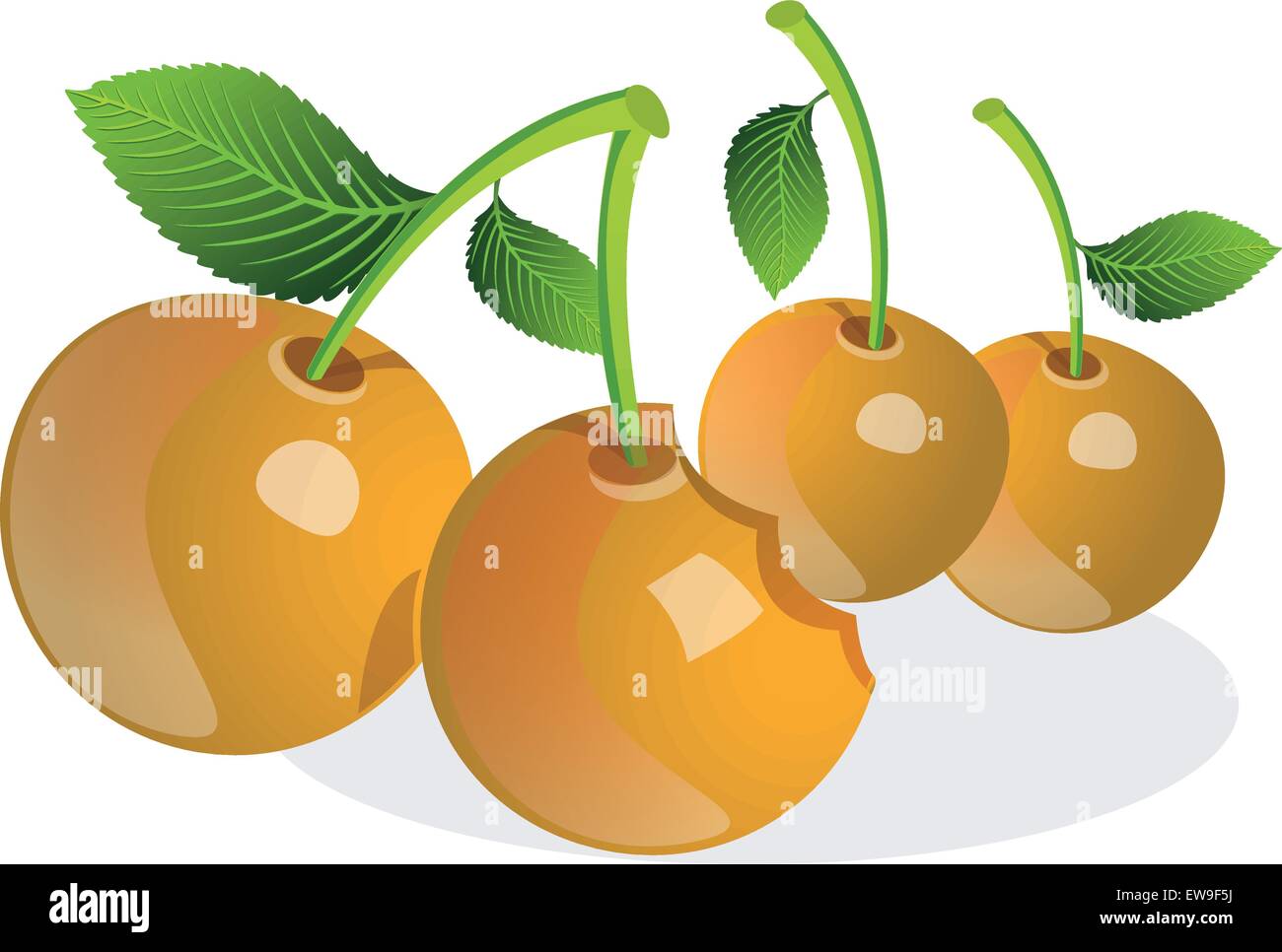 Cherry or Prunus sp., Fruit, Orange, Whole and Bitten, vector ...