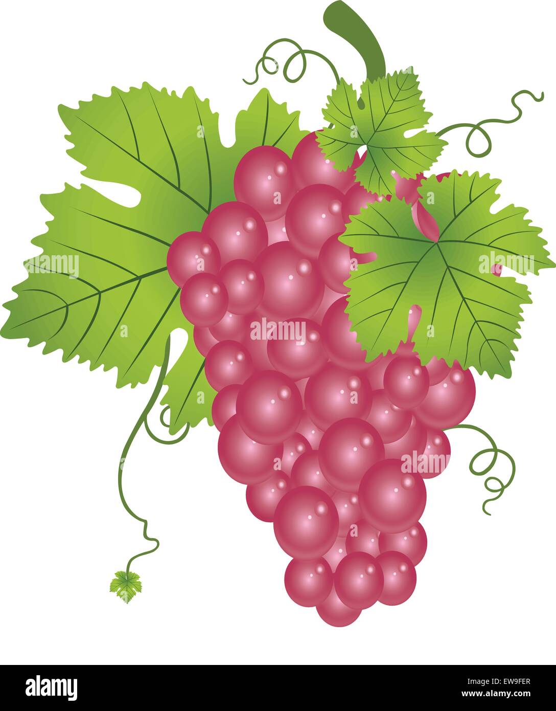 Red Grapes, Fruit Bunch, with Leaves and Vines, vector illustration ...