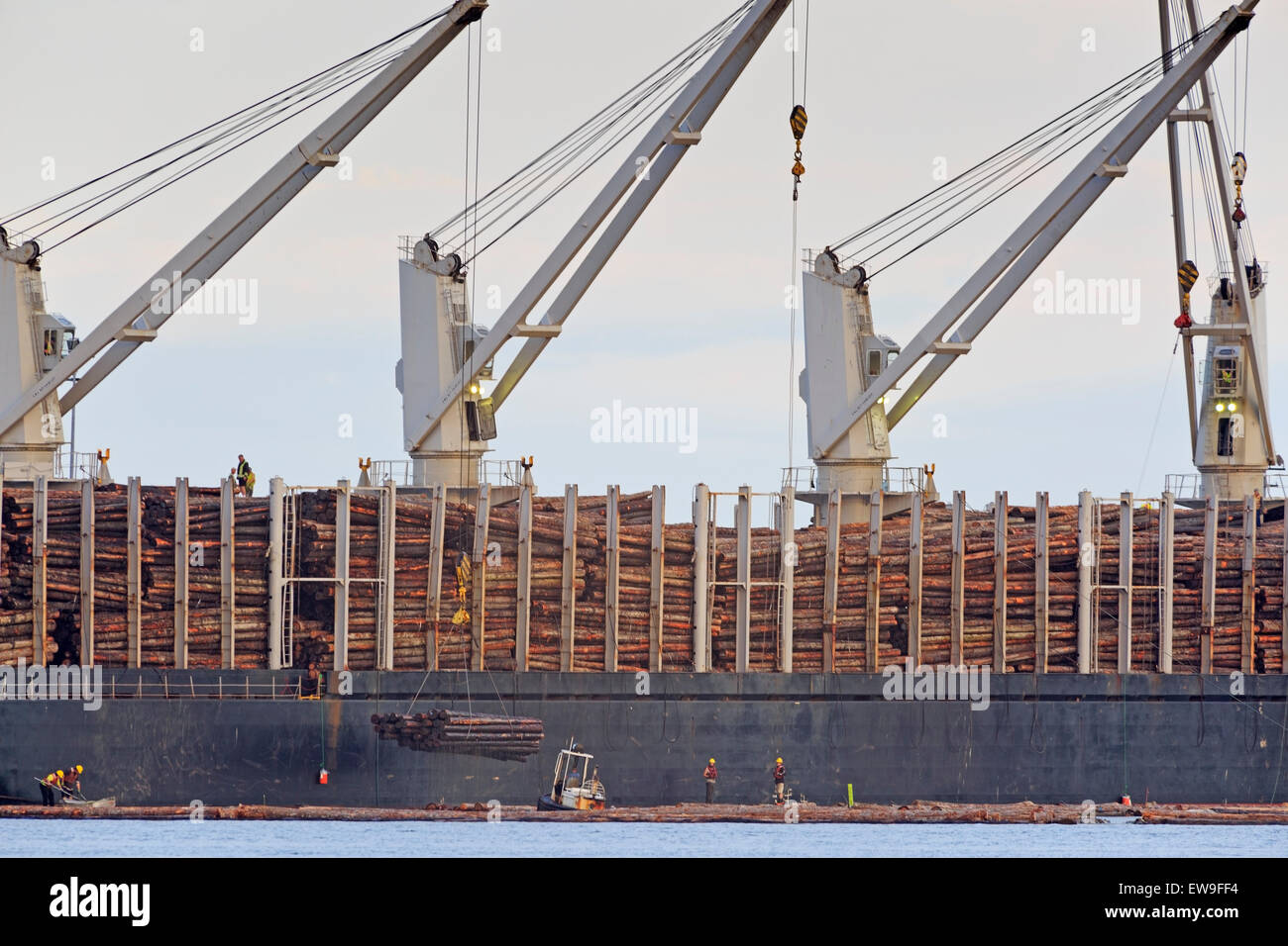 'Diamond Ocean' freighter loading raw logs in Nanaimo harbour ...