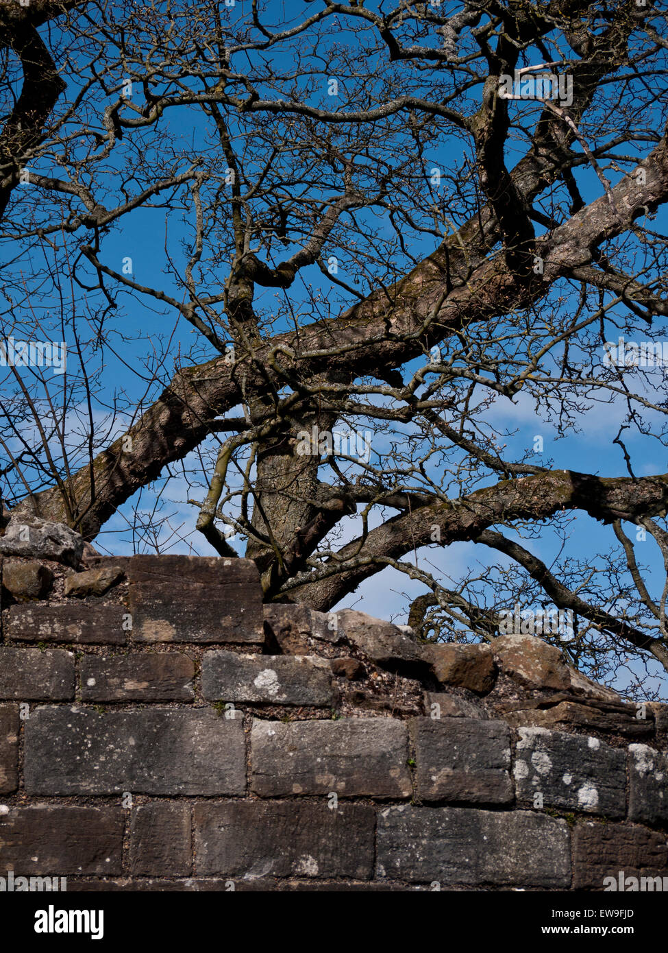 Tree and the castle wall Stock Photo - Alamy