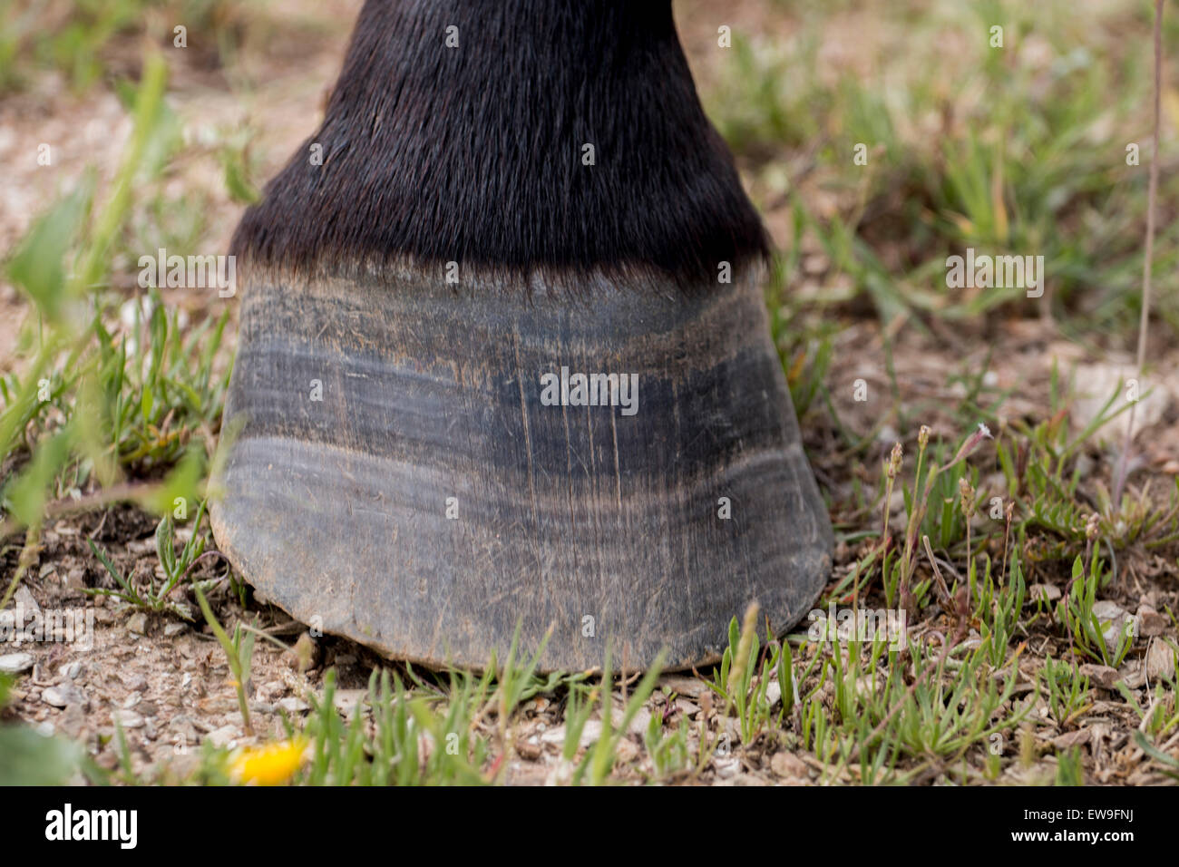 Horse hoof hi-res stock photography and images - Alamy