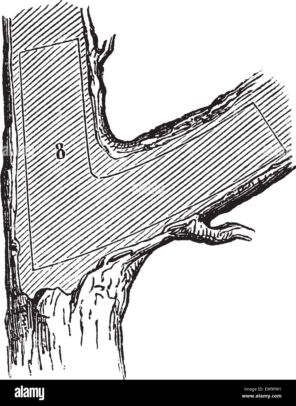 Tree cross section drawing hi-res stock photography and images - Alamy