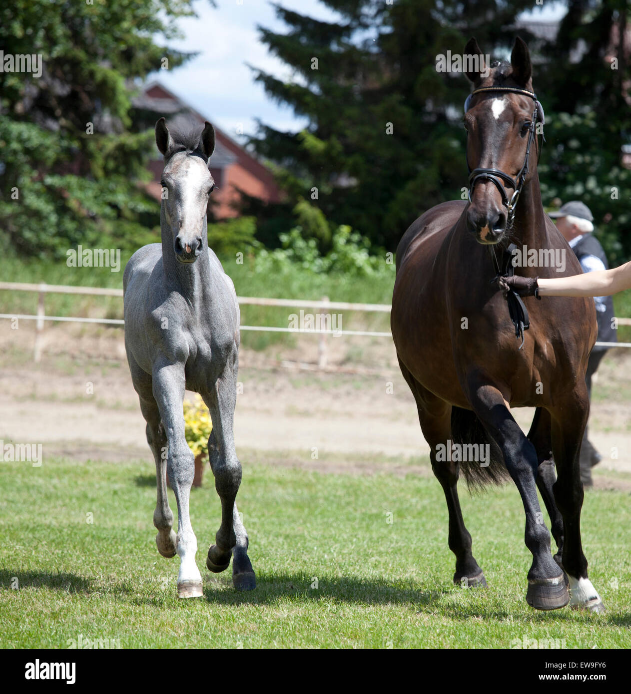 a sporty gray colt beside a brood mare is offered for sale at auction ...