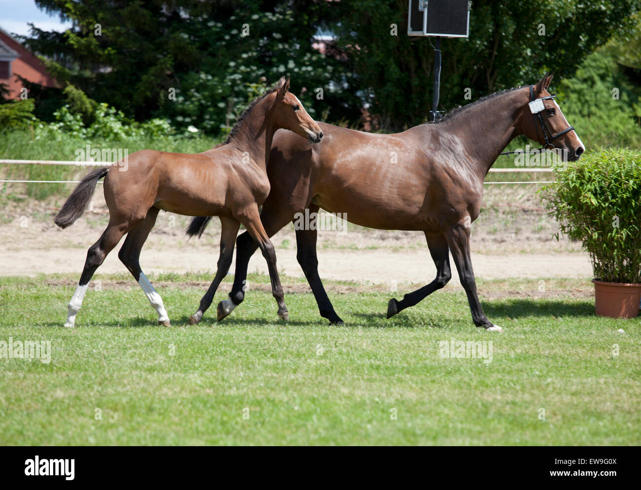 a sporty brown foal standing next to a mare is offered for sale at ...
