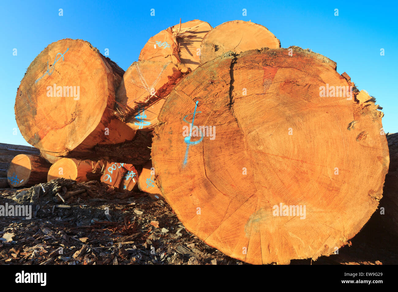 Log sorting yard hi-res stock photography and images - Alamy