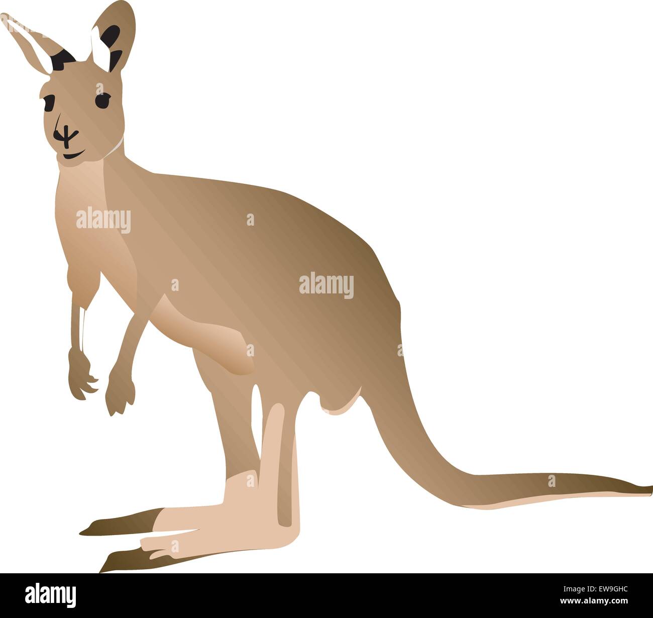 Common kangaroo Stock Vector Images - Alamy