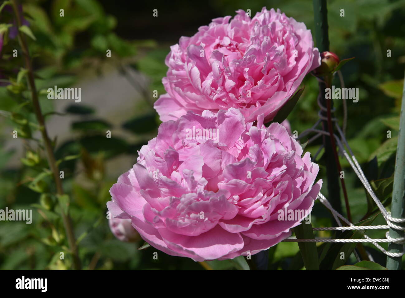 Peony in Juneau, Alaska Stock Photo - Alamy