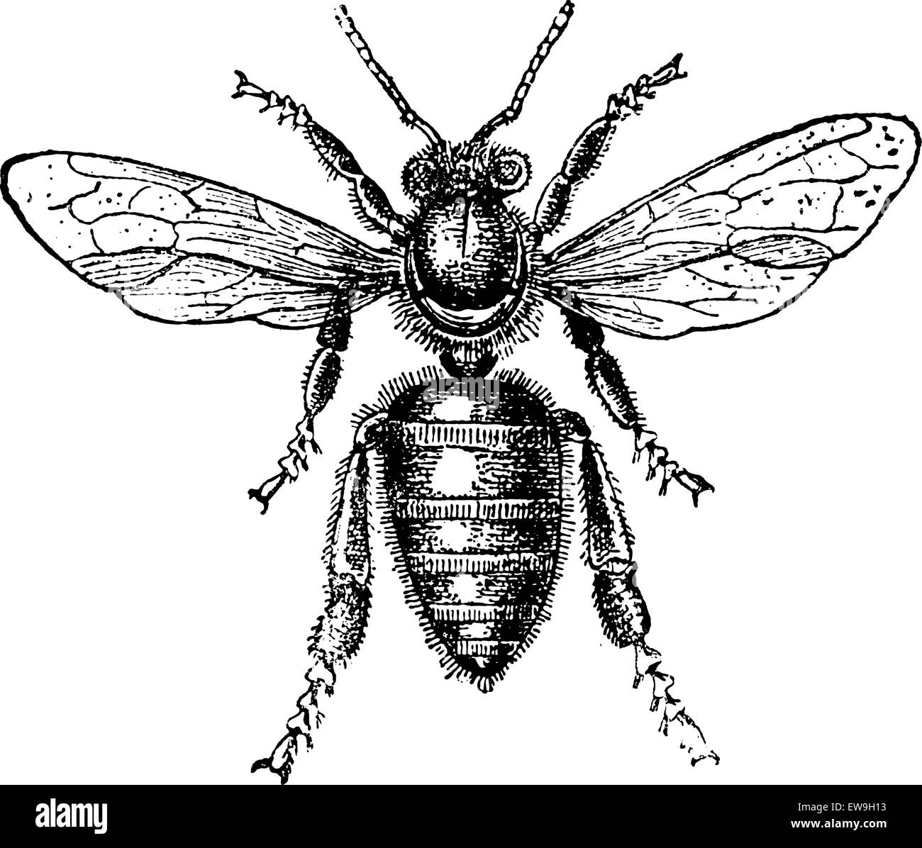 Worker Bee, vintage engraved illustration. Magasin Pittoresque 1875 ...