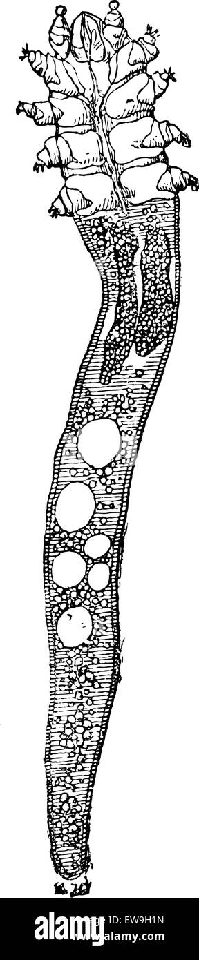 Demodex folliculorum mites Stock Vector Images - Alamy