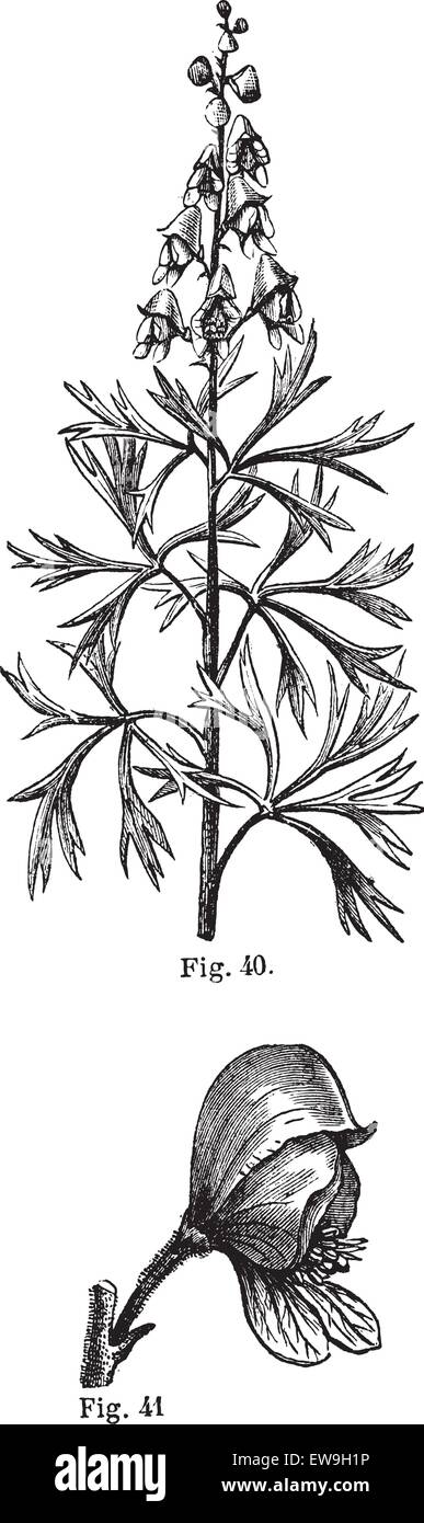 41 species Stock Vector Images - Alamy