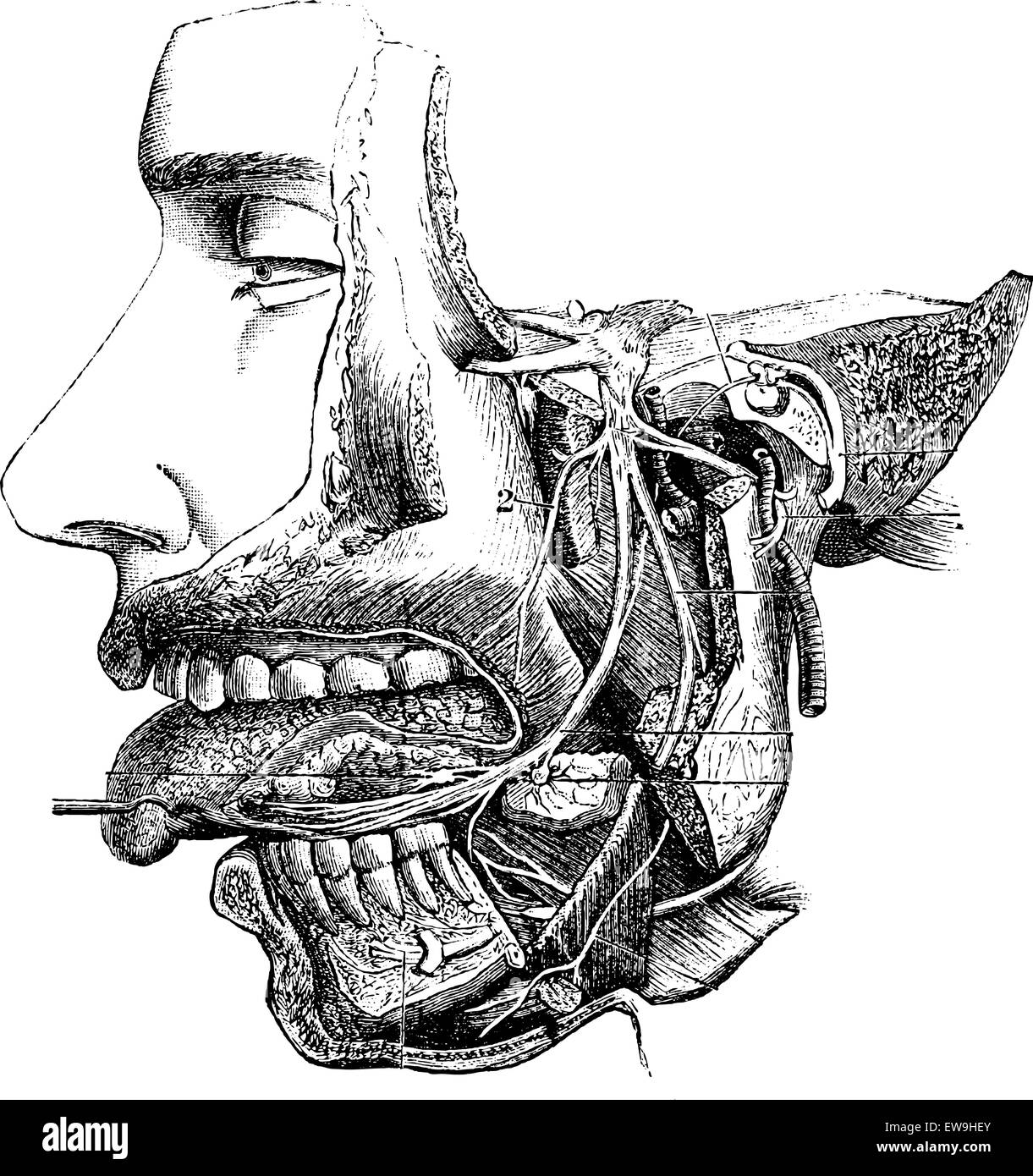 Maxillary artery hi-res stock photography and images - Alamy