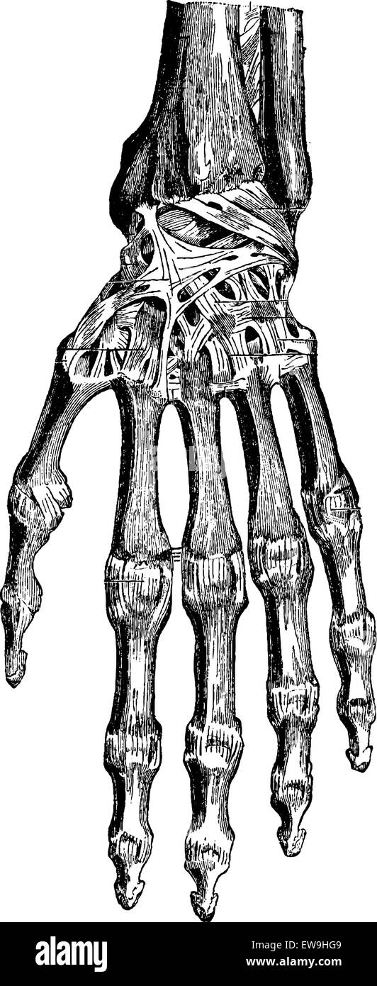 Carpal joint Black and White Stock Photos & Images - Alamy