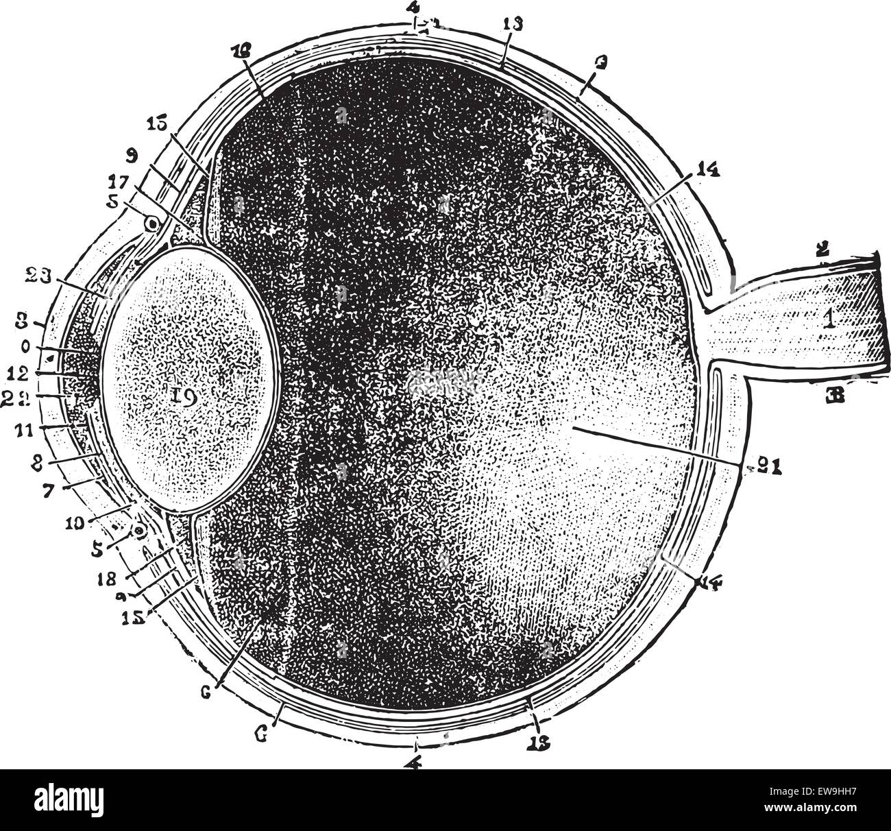 Anterior chamber eye hi-res stock photography and images - Alamy
