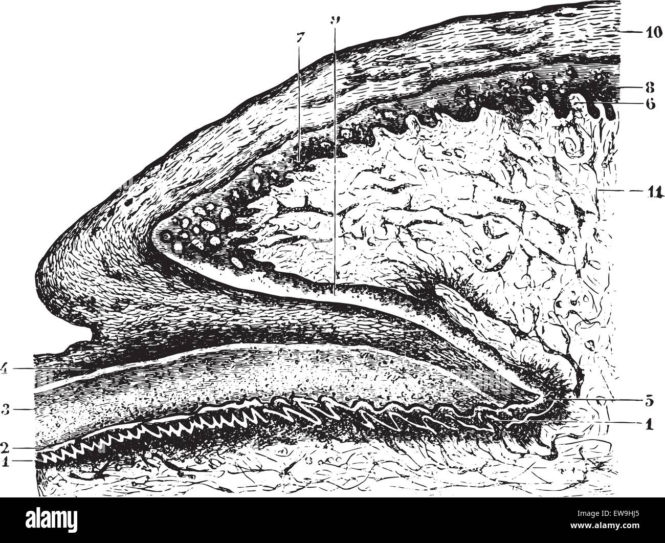 Nail anatomy matrix hi-res stock photography and images - Alamy