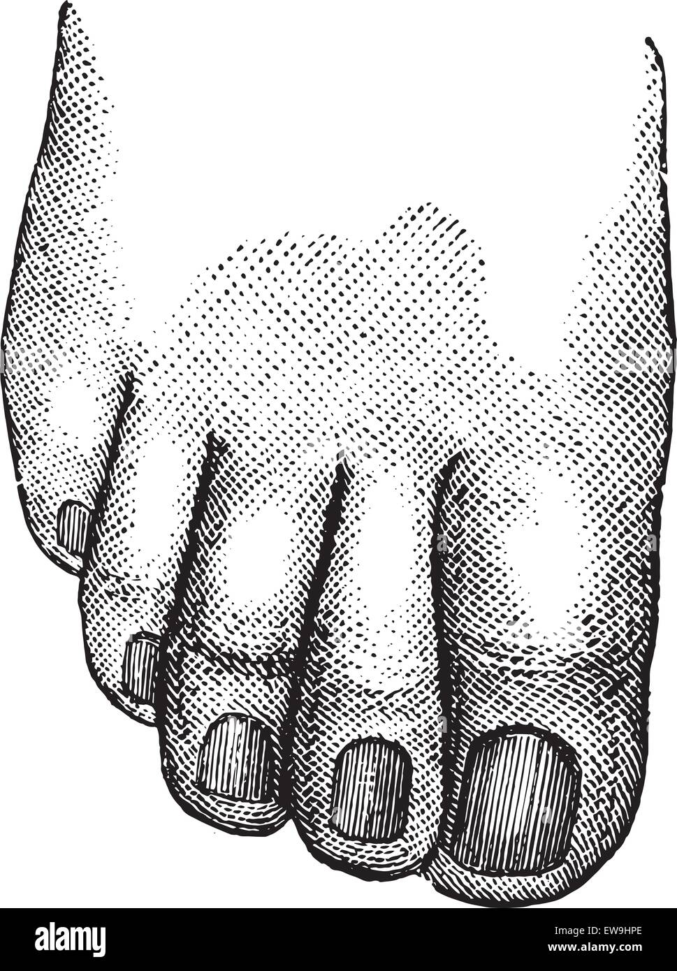 Human toe nail Stock Vector Images - Alamy