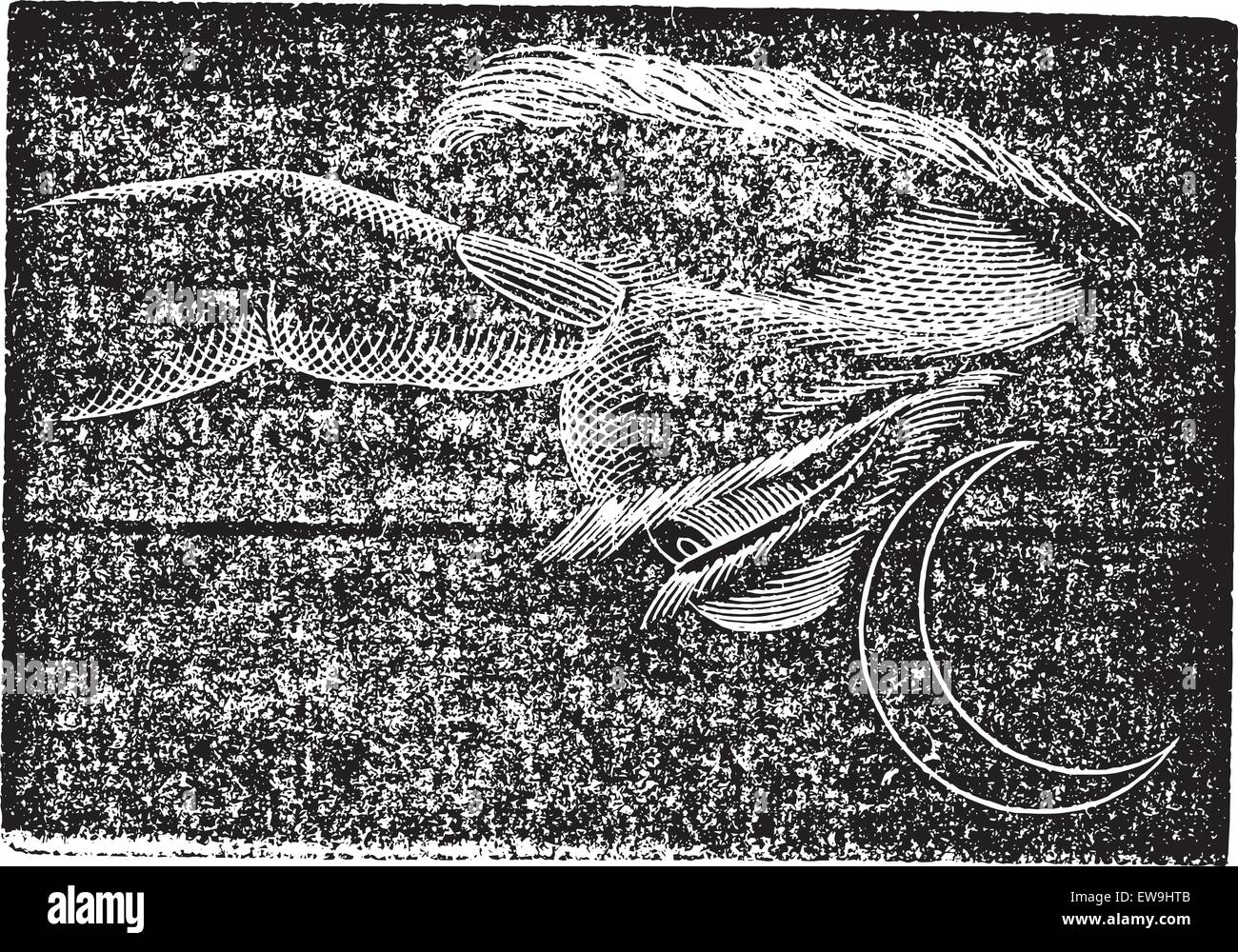 Phosphene front, vintage engraved illustration. Usual Medicine ...