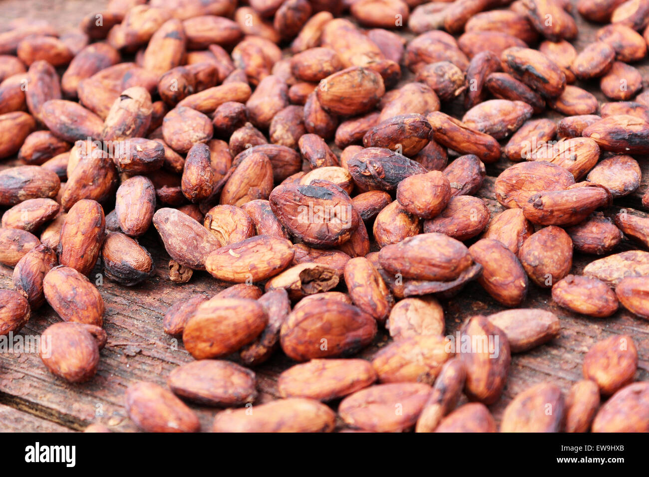 cocoa beans close up Stock Photo - Alamy