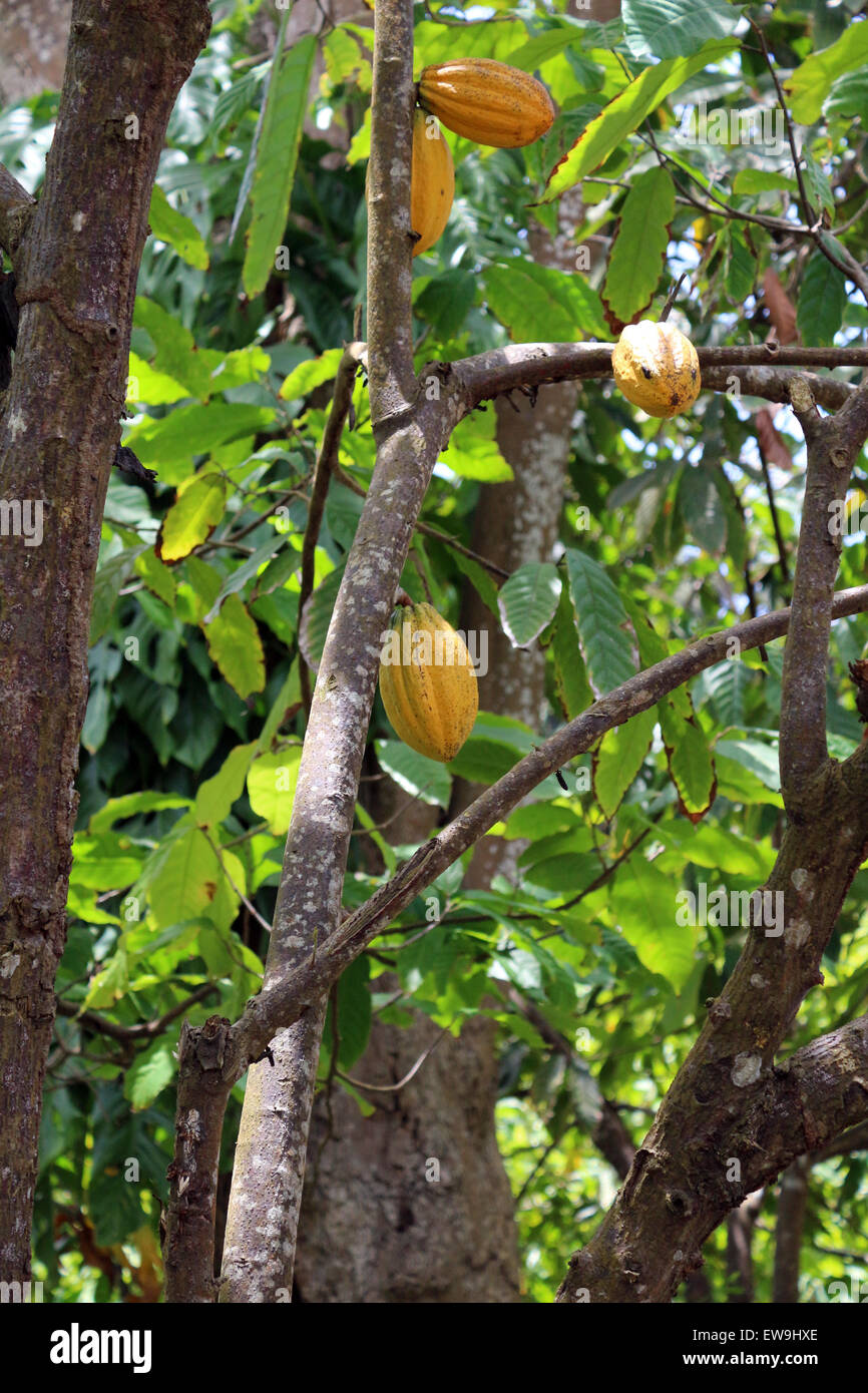Cocoa tree leaves hi-res stock photography and images - Alamy