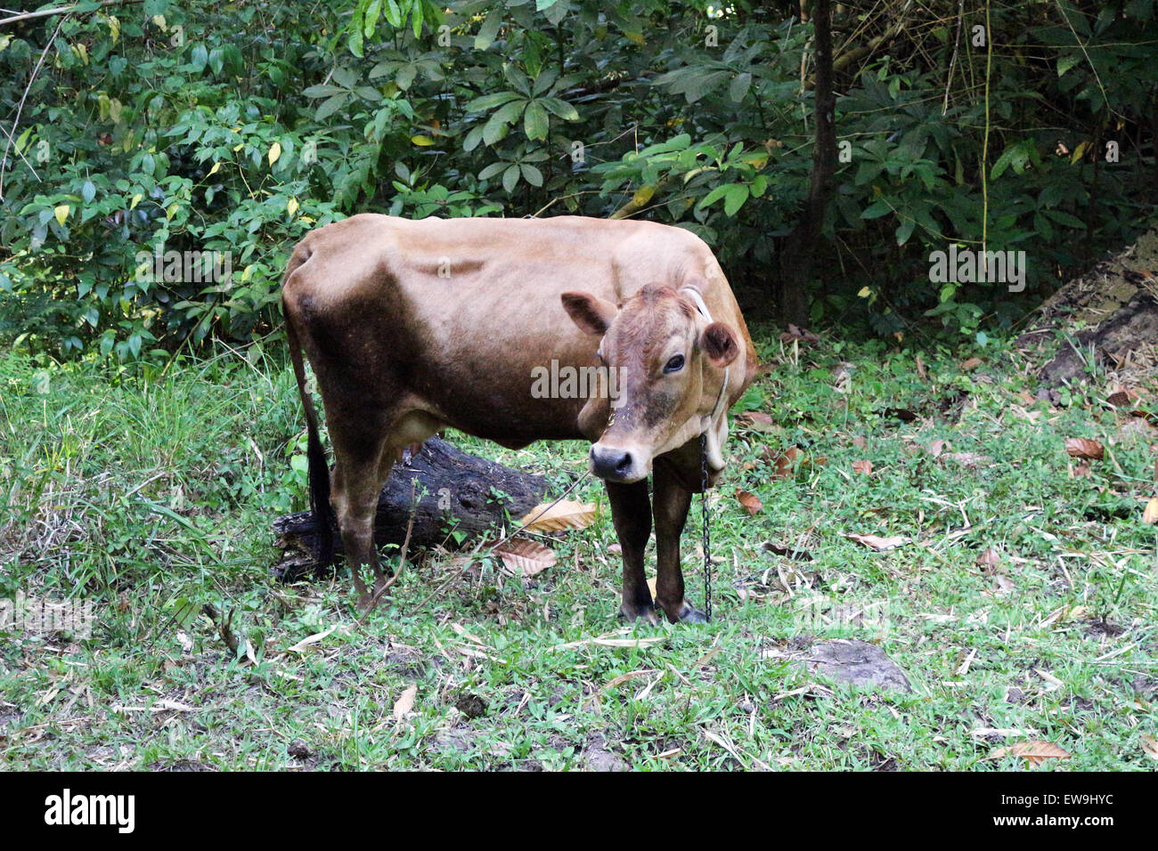 hefer in the forest Stock Photo - Alamy